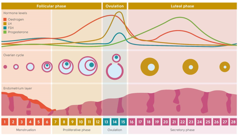 The key things you need to know about progestogens and progesterone ...